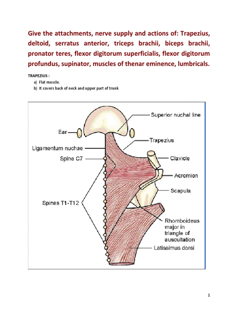 Anat... FAQs Vol. 1 | PDF | Thumb | Elbow
