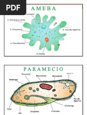 Diagrama De Partes Del Paramecio