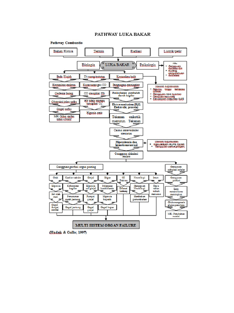 Pathway Luka Bakar | PDF