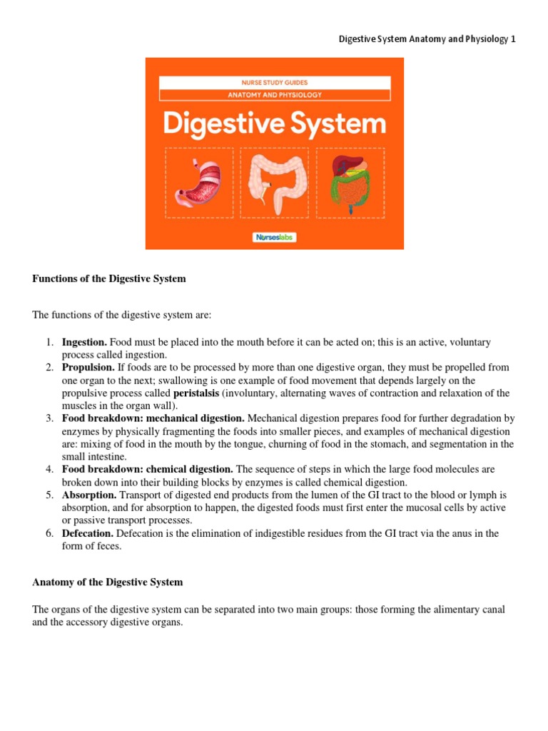 Digestive System Anatomy and Physiology | Download Free PDF | Stomach ...