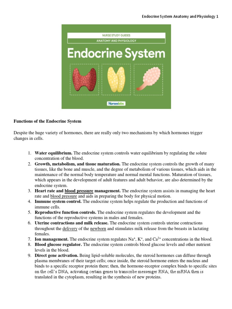 Endocrine System Anatomy and Physiology | PDF | Endocrine System | Hormone