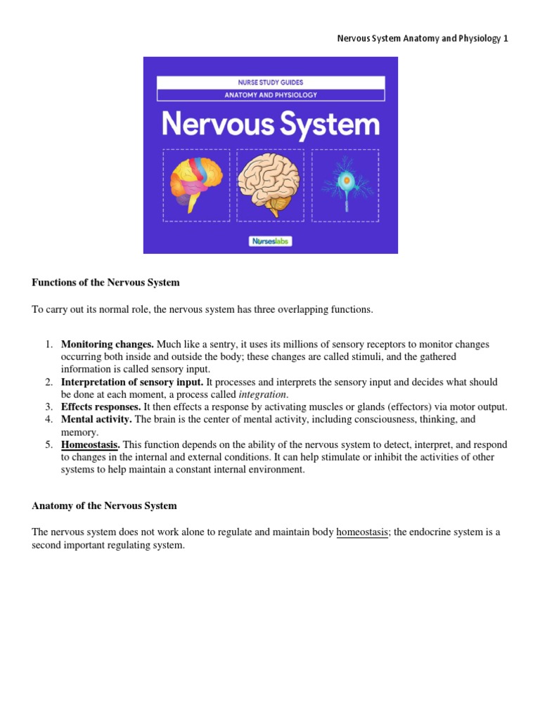 Nervous System Anatomy & Functions Explained | PDF | Cerebrum | Nervous ...
