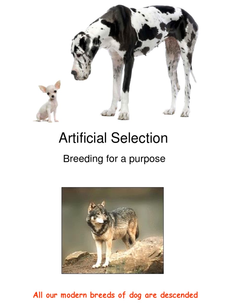 Artificial Selection | PDF | Dog Breeds | Herding Dogs