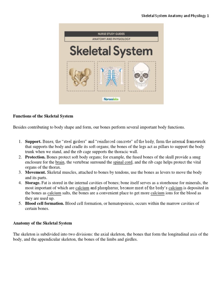 Skeletal System Anatomy Overview | PDF | Vertebra | Vertebral Column