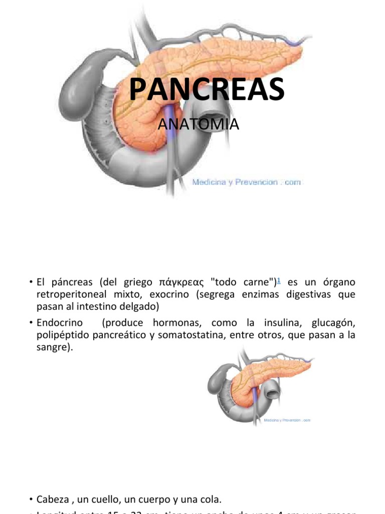 Anatomia Del Pancreas | PDF | Páncreas | Anatomía
