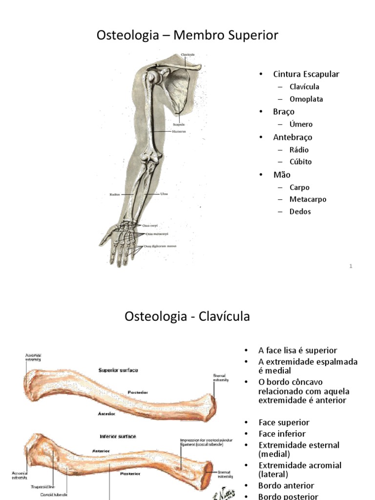 Osteologia – Membro Superior | Membros (Anatomia) | Sistema Esquelético