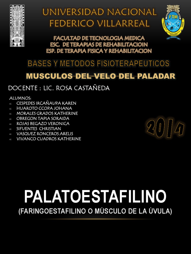 Músculos del Velo del Paladar | PDF | Anatomía humana | Cabeza y cuello ...