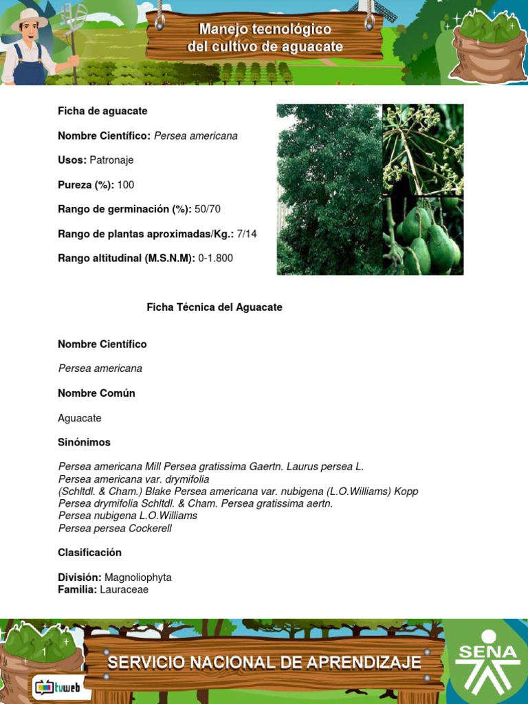 Ficha Tecnica Del Aguacate 1 | PDF | Aguacate | Horticultura y jardinería