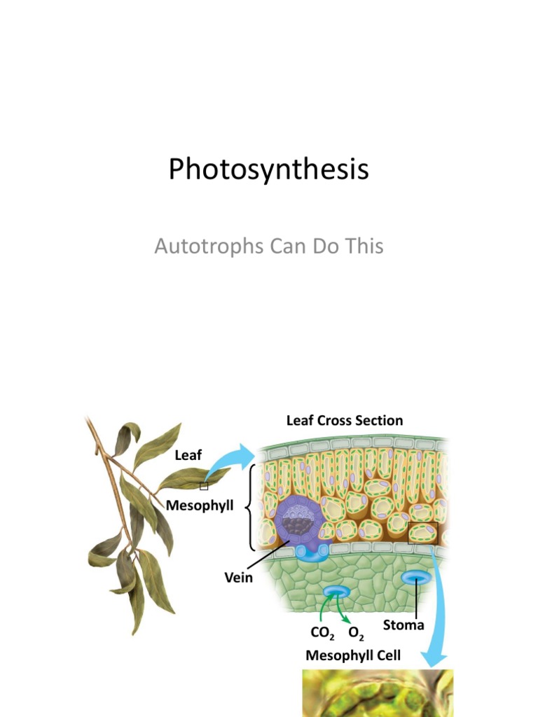Photosynthesis Overview | PDF