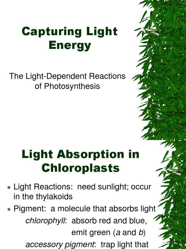 Light Reactions | PDF | Science & Mathematics