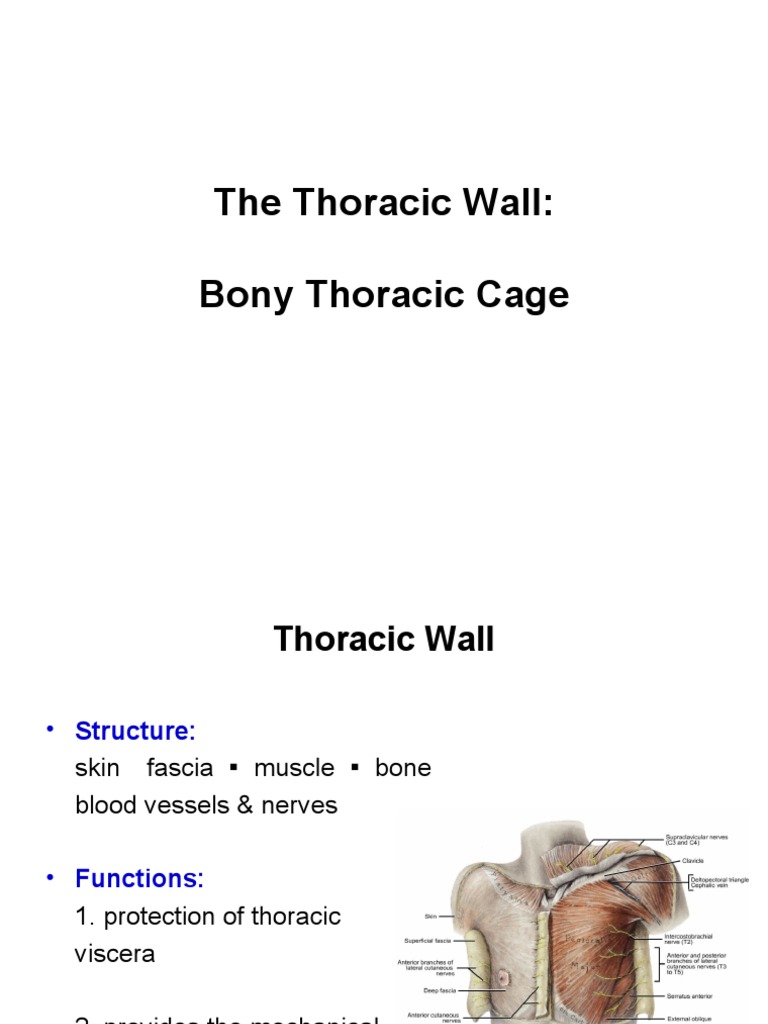Anatomy, Lecture 3, Thoracic Wall (1) [Slides] | Thorax | Thorax (Human ...