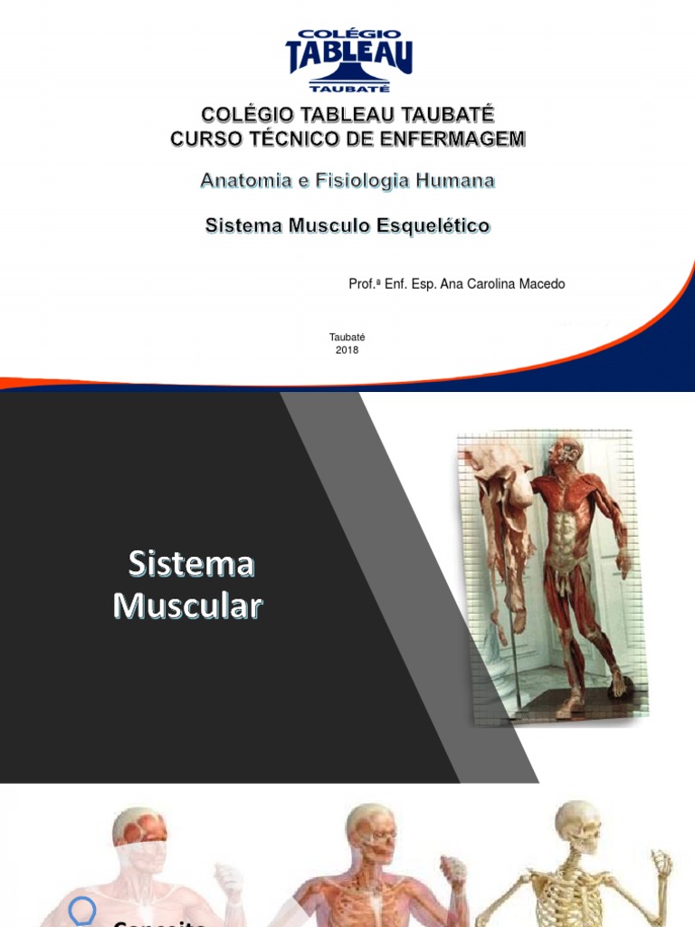 Anatomia 6 PDF | PDF | Músculo | Coração