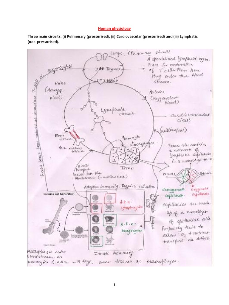 Human Physiology and Immunology | PDF | Lymphatic System | Immune System