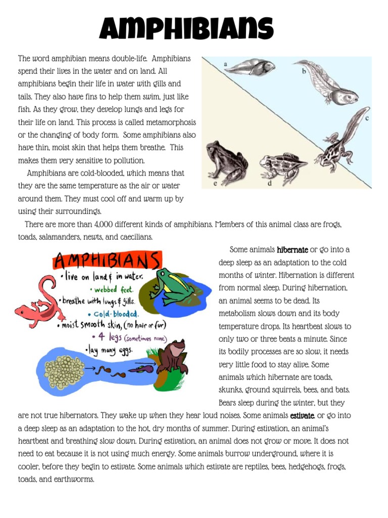 Amphibians | PDF | Amphibian | Herpetology