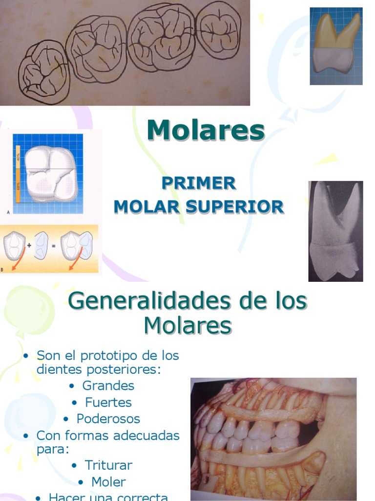 Anatomía del Primer Molar Superior | PDF | Anatomia dental | Boca