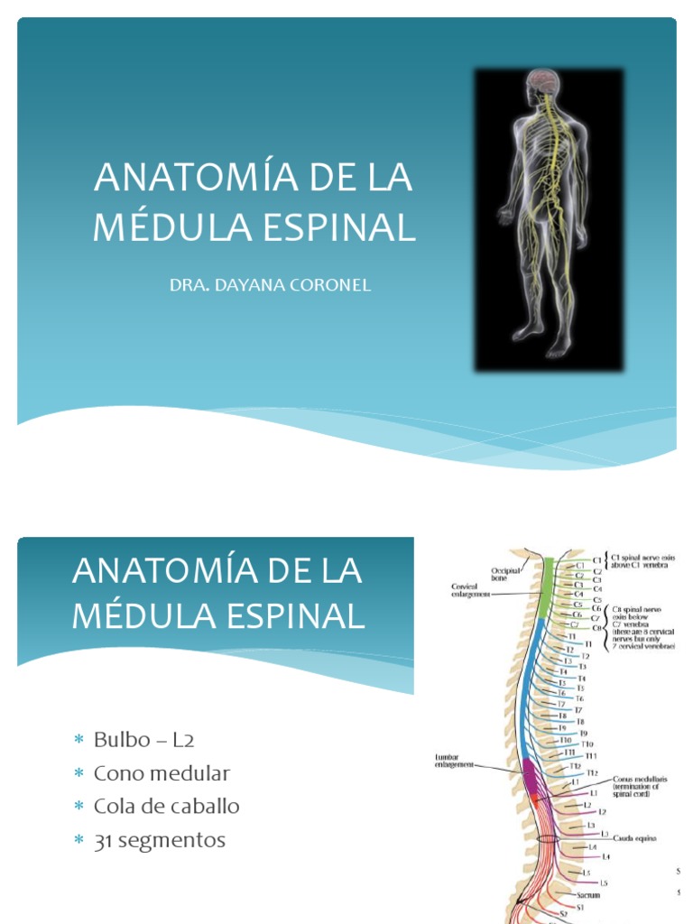 Anatomía de La Médula Espinal | PDF