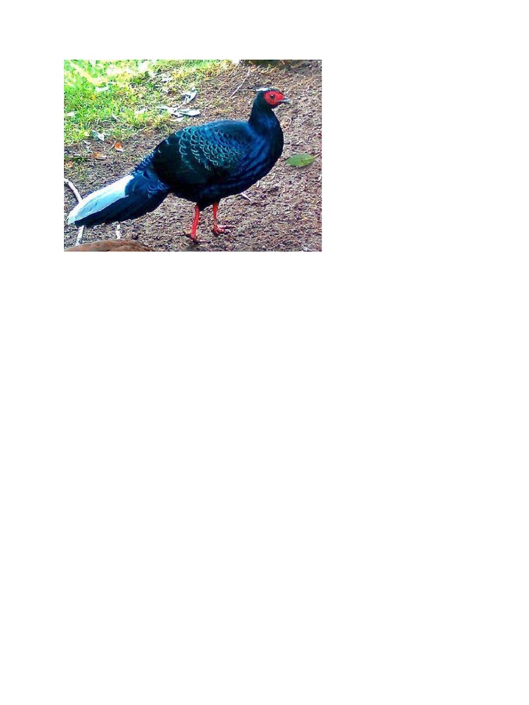 Ayam Hutan Biru | PDF