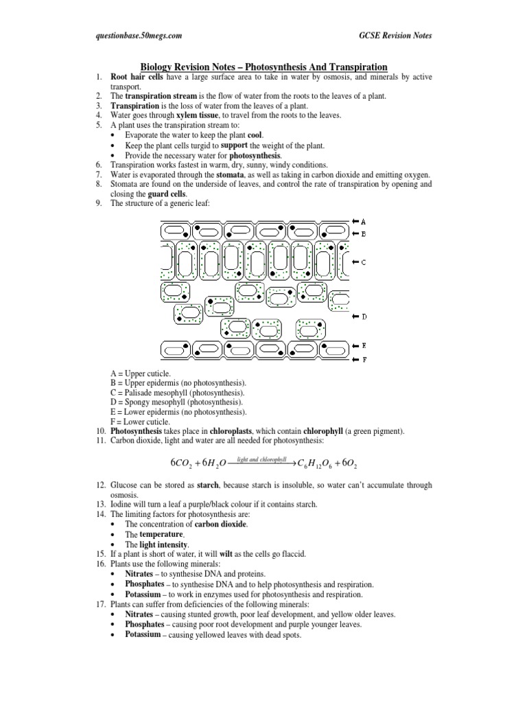 Biology Revision Notes - Photosynthesis and Transpiration | PDF | Leaf ...