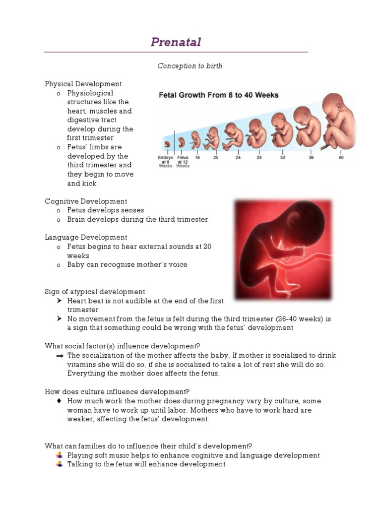 Prenatal Dev Milestones | PDF