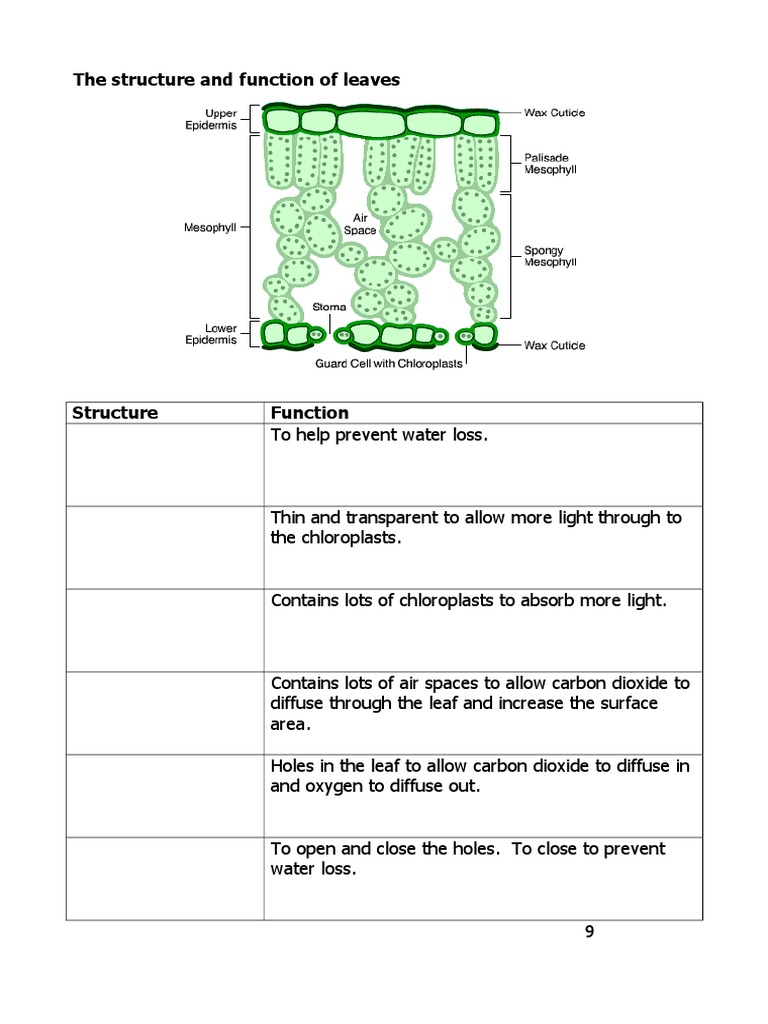 Lesson 5 Structure and Functions of Leaves Student Worksheet | PDF ...