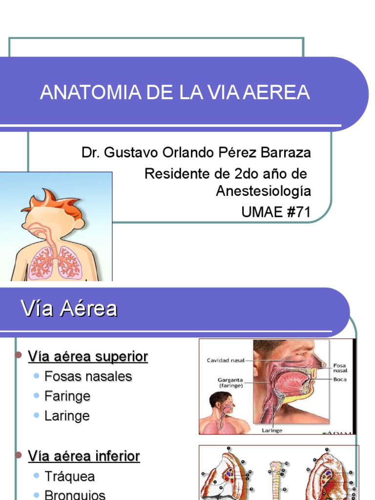 Anatomía de la vía aérea: una guía detallada de la anatomía y ...
