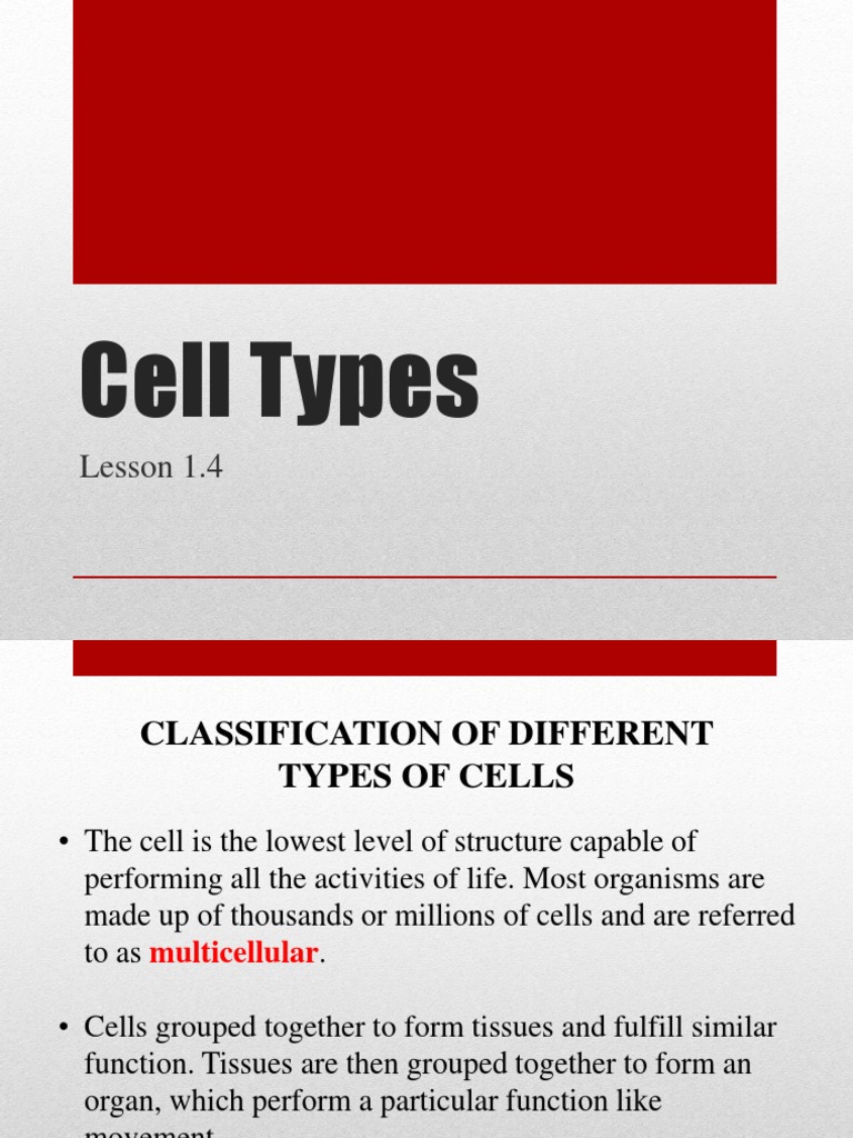 Cell Types | PDF | Epithelium | Tissue (Biology)