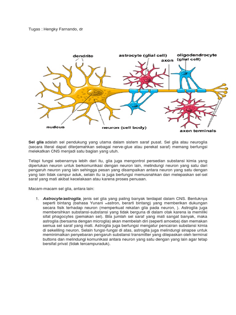 Neuroglia: Sel Pendukung Utama Sistem Saraf Pusat | PDF