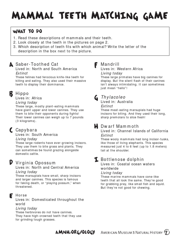 Mammal Teeth Matching Activity | PDF | Tooth | Mammals
