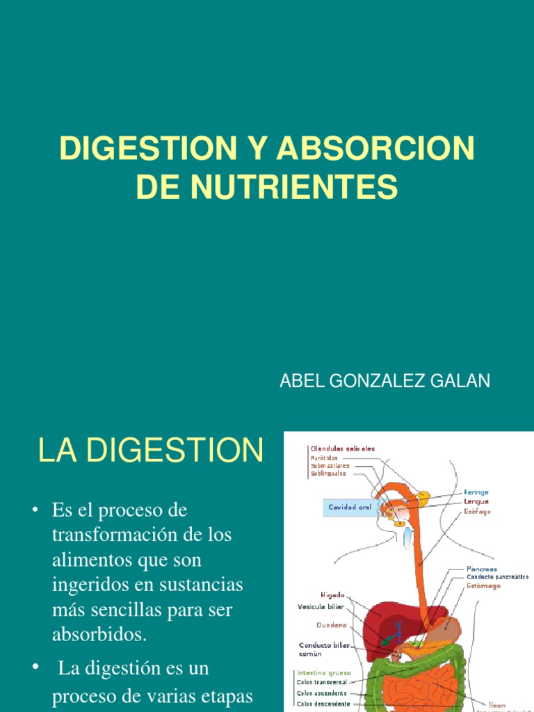 Proceso de Digestión y Absorción Nutrientes | PDF | Digestión | Metabolismo