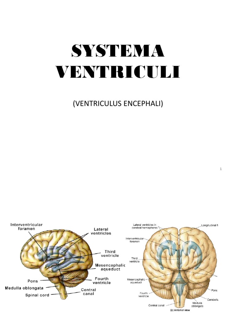 Anatomi Ventrikel Otak | PDF | Sains & Matematika