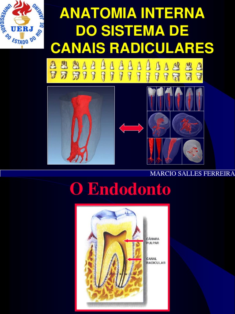 Anatomia Interna Dos Canais Radiculares | PDF | Dente | Dentina