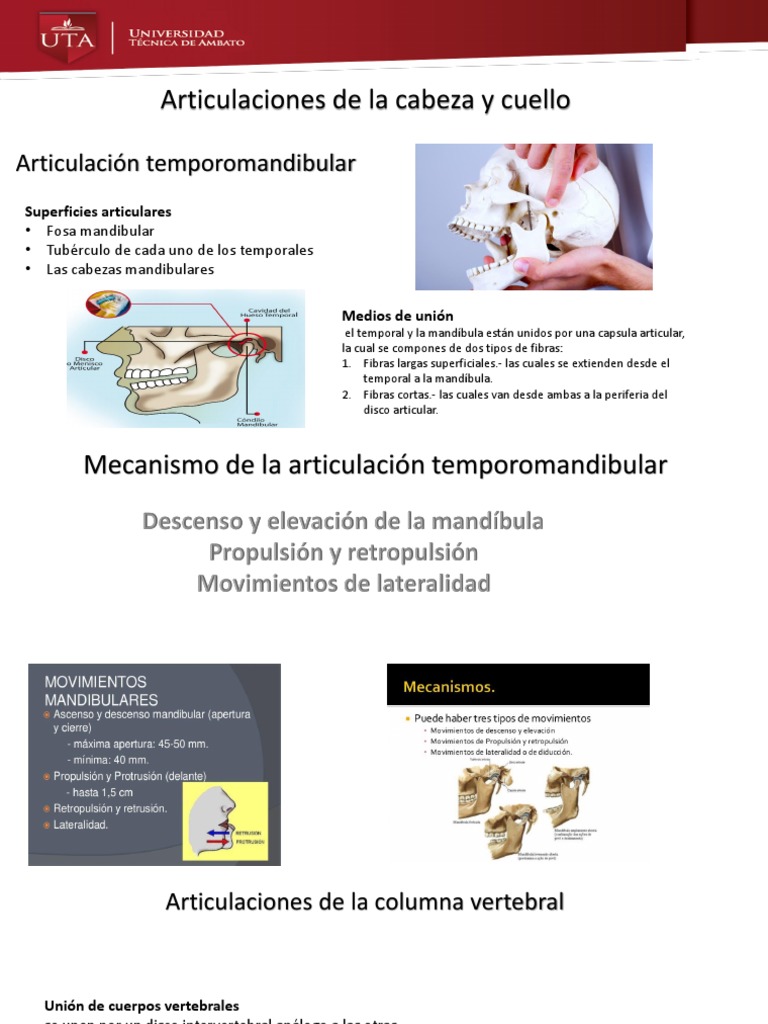 Articulaciones de Cabeza y Cuello | PDF | Articulación | Anatomía