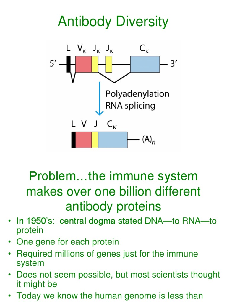 Antibody Diversity | PDF | Antibody | Molecular Genetics