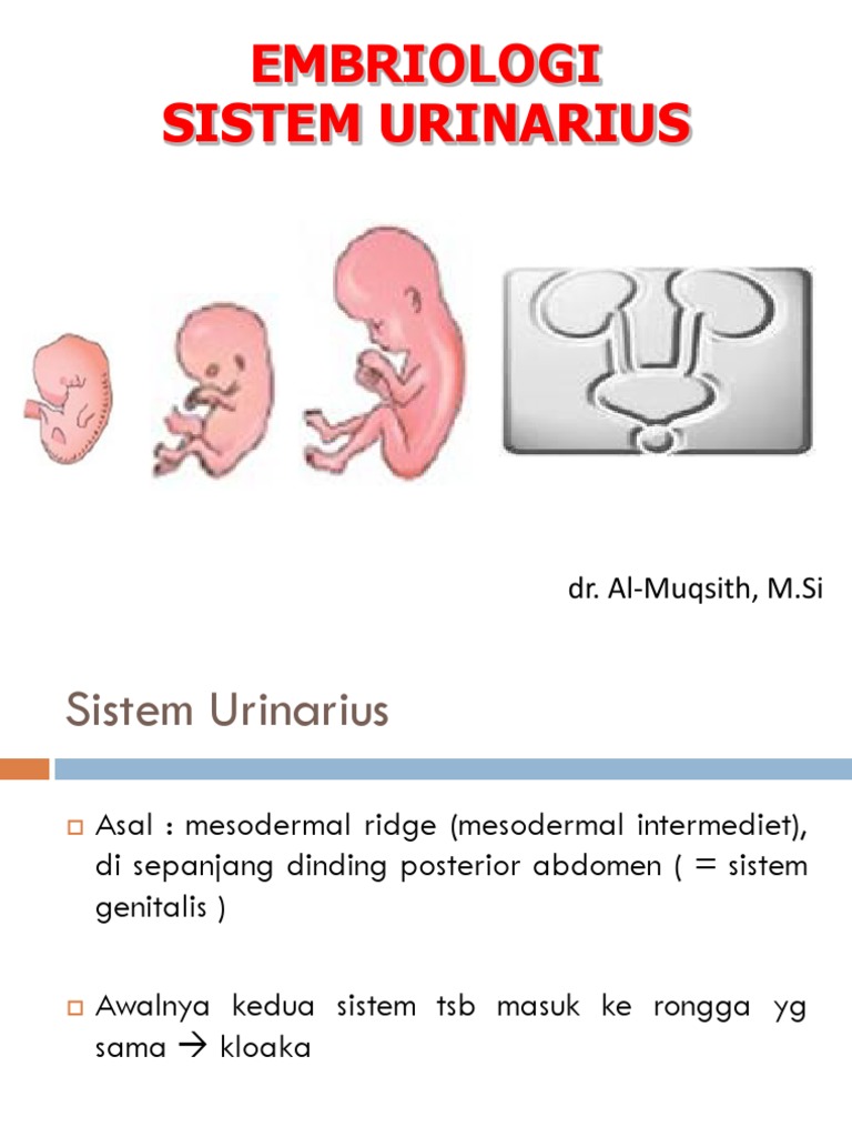 Embriologi Traktus Urinarius | PDF | Ilmu Sosial | Kesehatan Holistik
