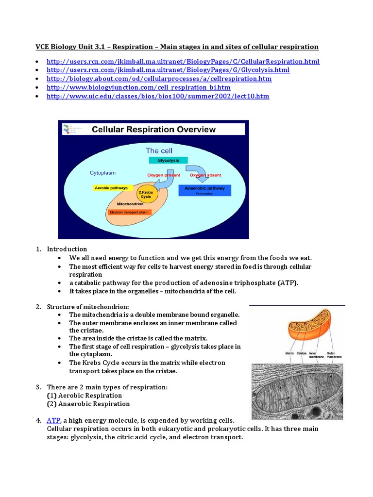VCE Biology Unit 3.1 - Respiration - Main Stages in and Sites of ...