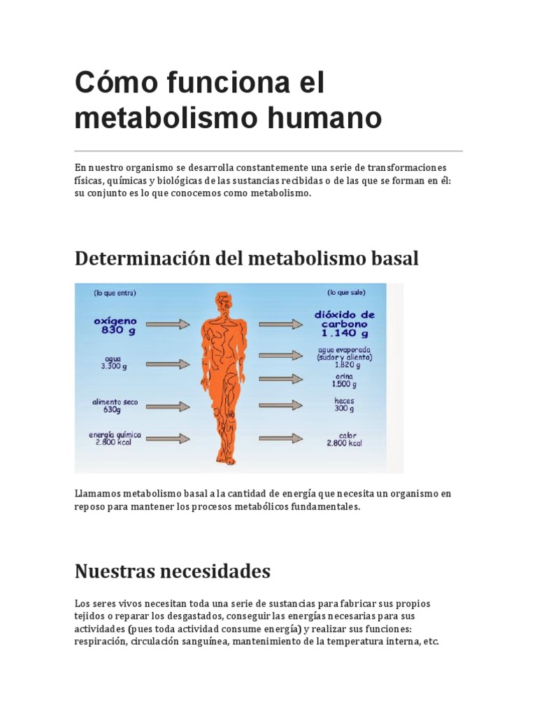 Cómo funciona el metabolismo humano: Una guía completa sobre el proceso ...