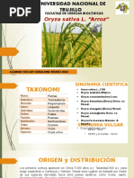 Subproductos del Arroz: Arrocillo y Más | PDF | Arroz | Cereales