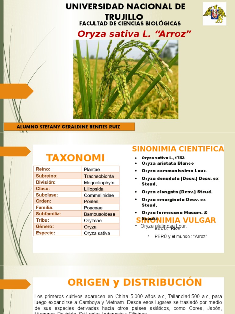 Oryza Sativa L - ARROZ | PDF | Arroz | Plantas