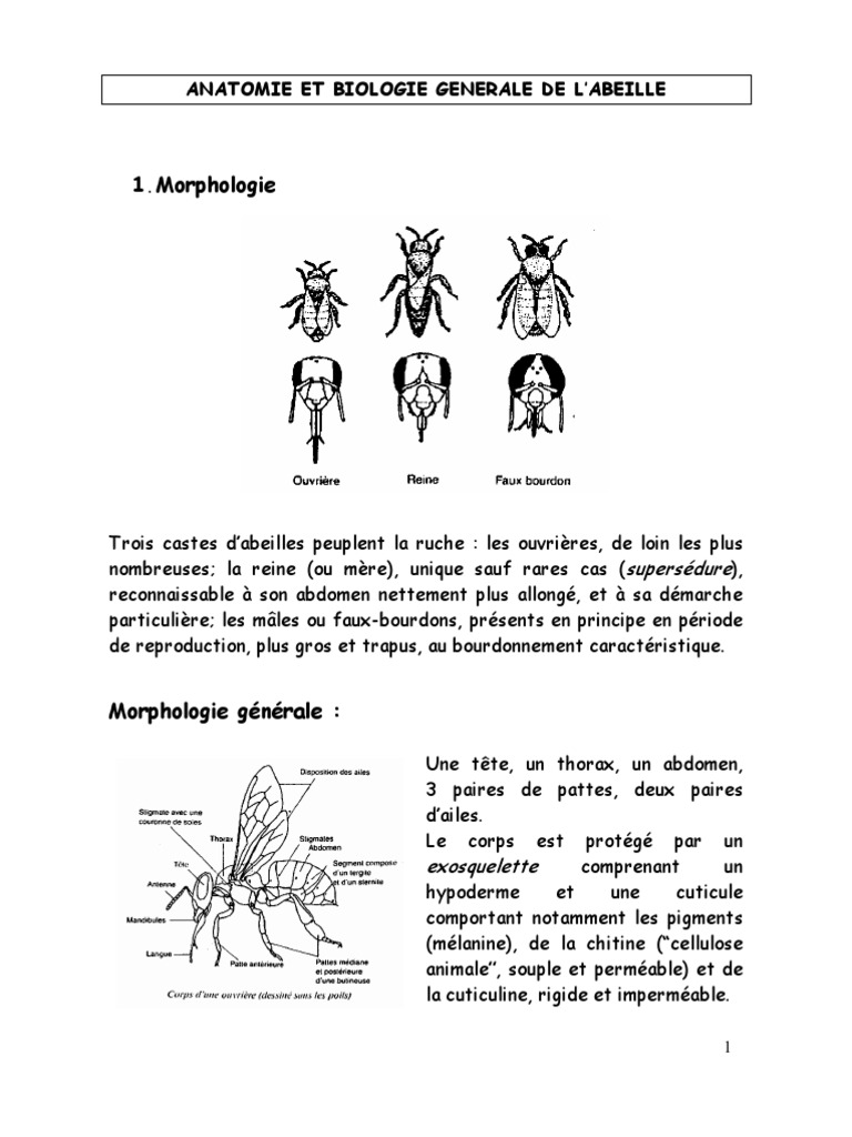Biologie | PDF | Apis (insecte) | Zoologie