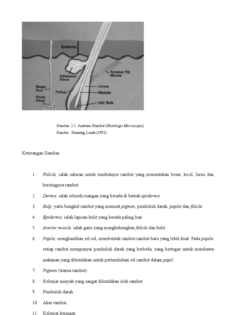 Anatomi Rambut | PDF