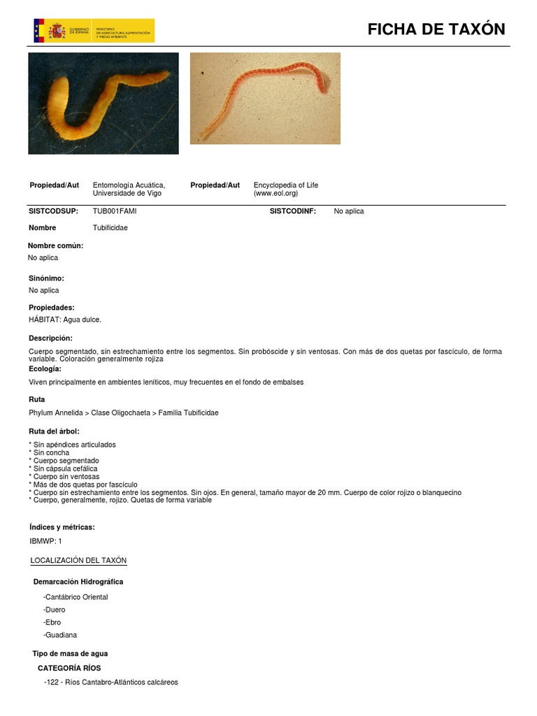 Ficha Taxonómica de Tubificidae | PDF | Salud y bienestar | Ciencia y ...