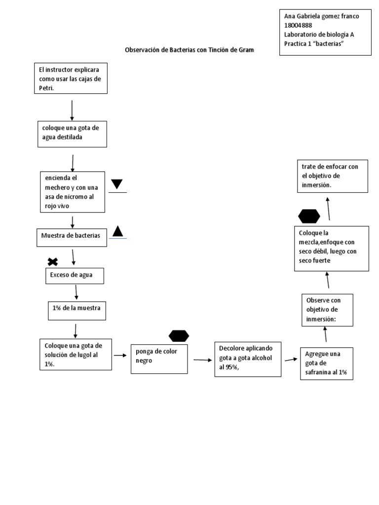 Diagrama de Flujo de Bacterias | PDF