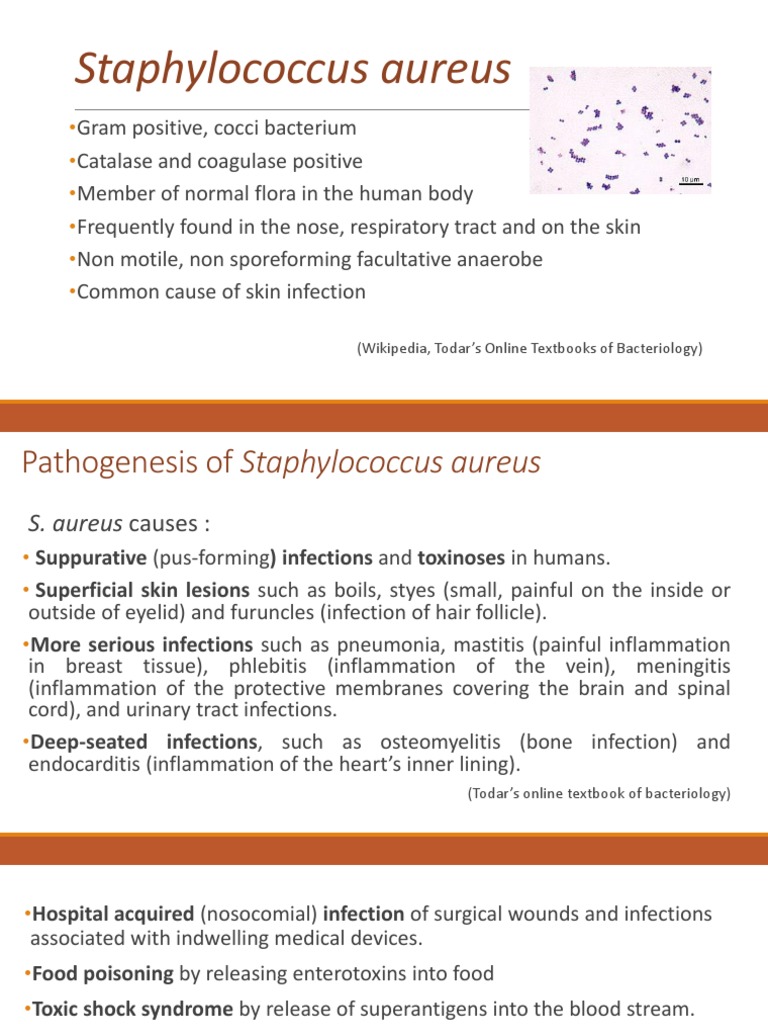LO 7 - Pathogenesis of Staphylococcus Aureus | Staphylococcus Aureus ...