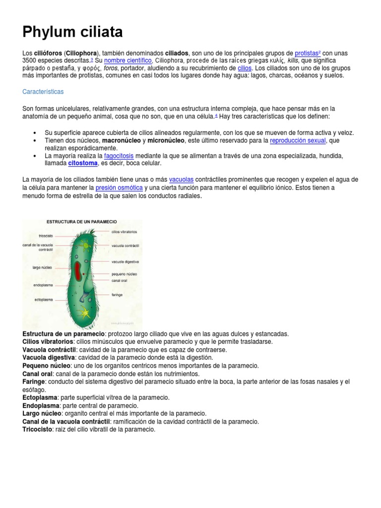 Phylum Ciliata | PDF | Protozoos | Algas