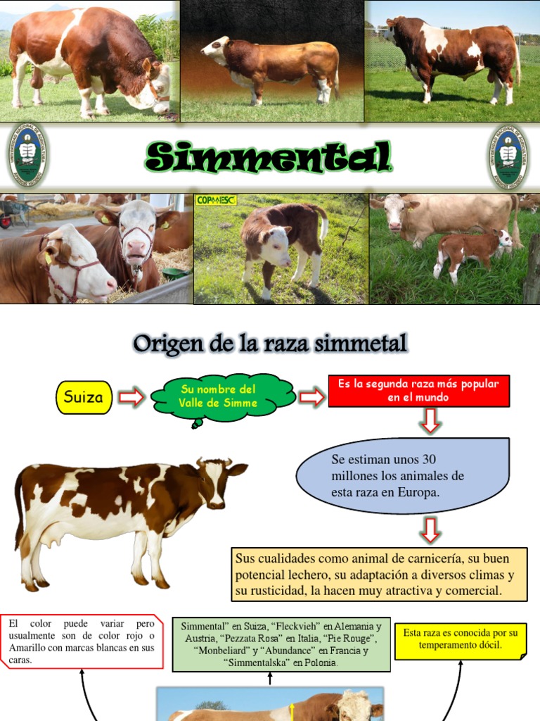 Raza Simmental | Vacas | Carne