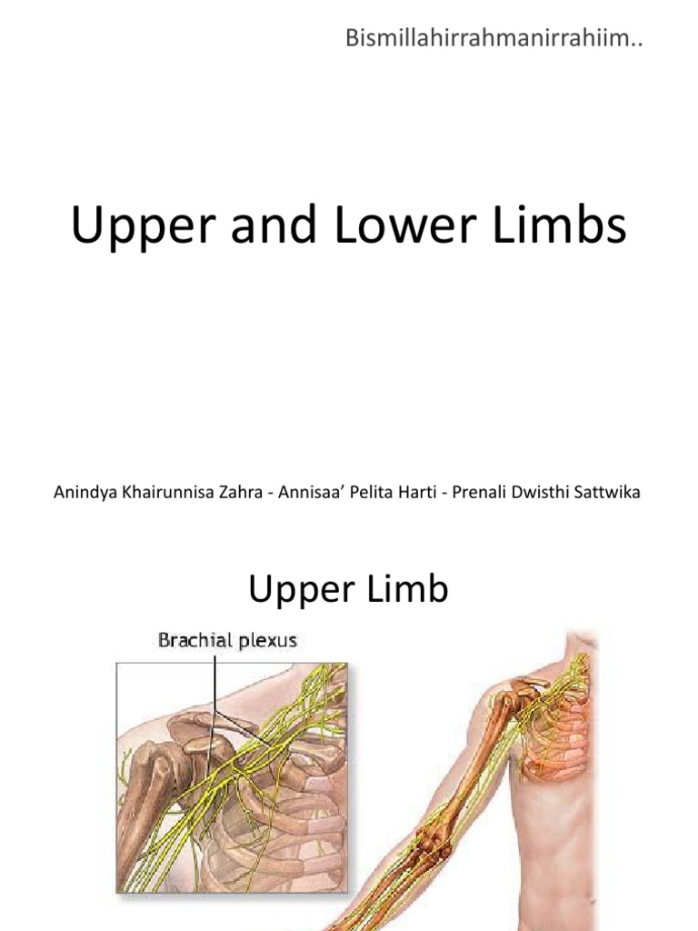 Upper and Lower Limbs Revised | PDF