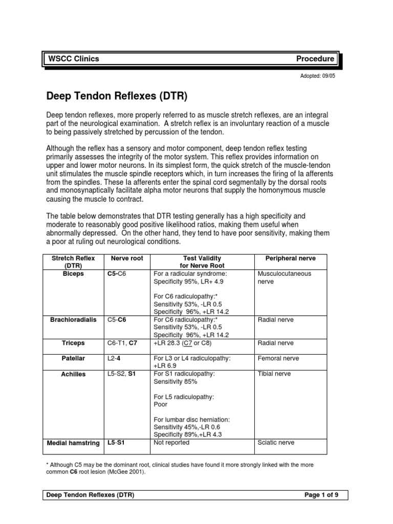 Deep Tendon Reflexes | PDF | Motor Neuron | Neurology