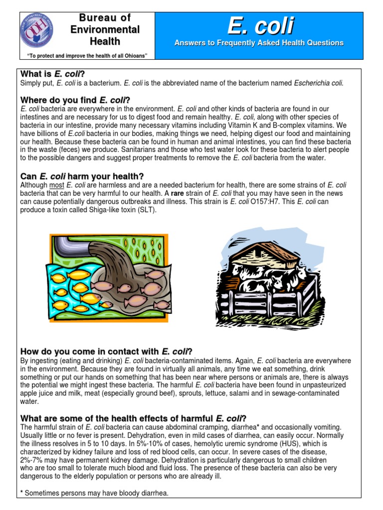 Ecoli Fact Sheet PDF | PDF | Escherichia Coli | Diarrhea