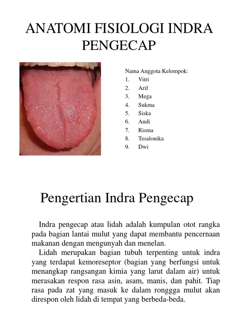 Anatomi Fisiologi Indera Pengecap | PDF