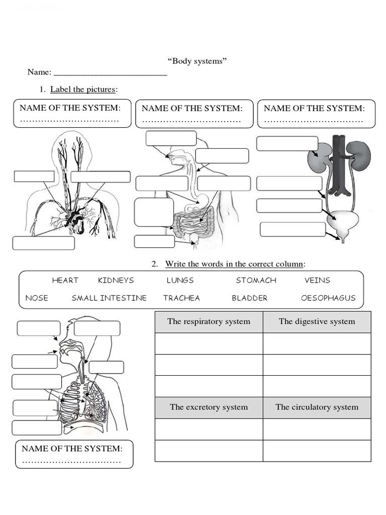 Body Systems in Primary Science | PDF